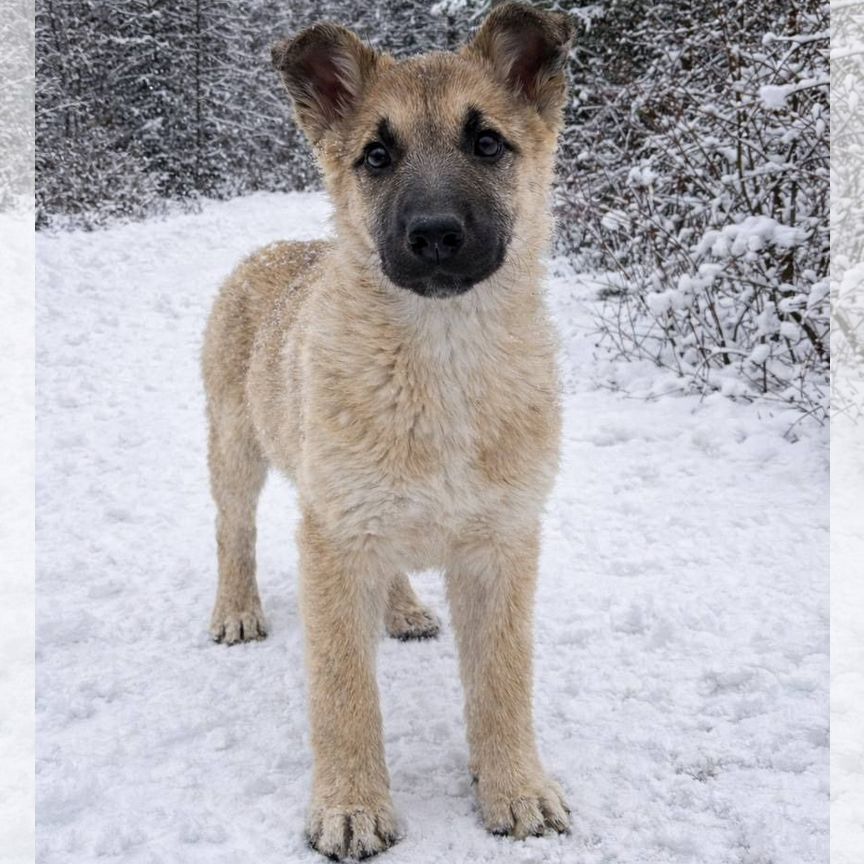 Щенок в добрые руки