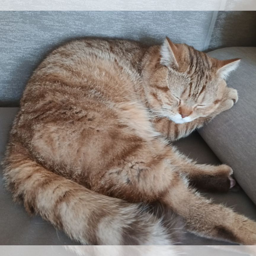 Шотландский прямоухий короткошёрстный, взрослый кот