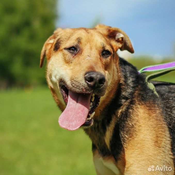 Собака в добрые руки, Дастин