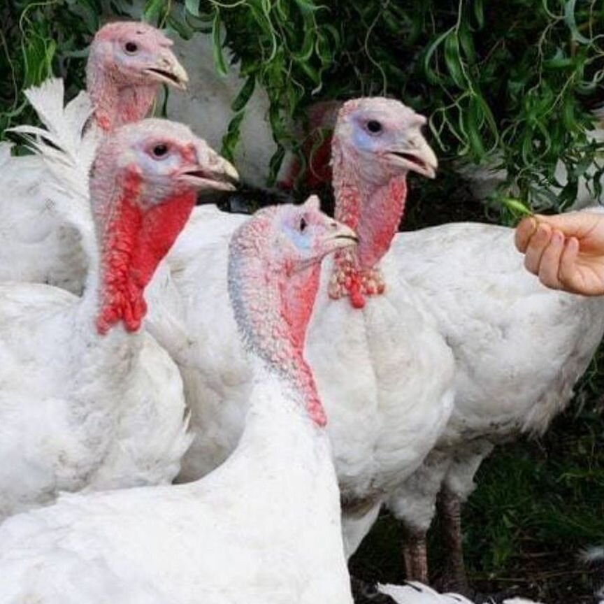 Индюки домашние на мясо