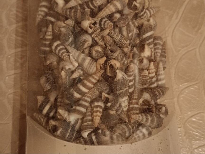 Декоративные ракушки