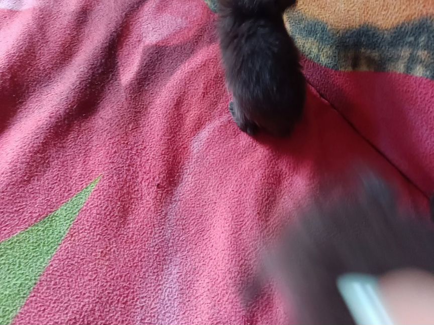 Котята в добрые руки бесплатно