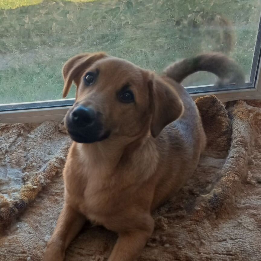 Собака в добрые руки