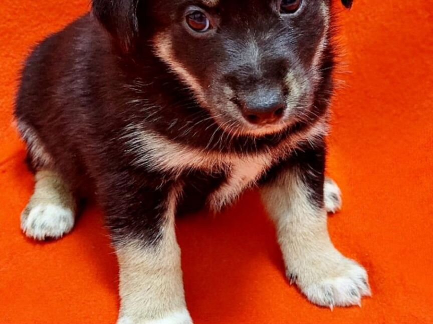 Щенки бесплатно в добрые руки