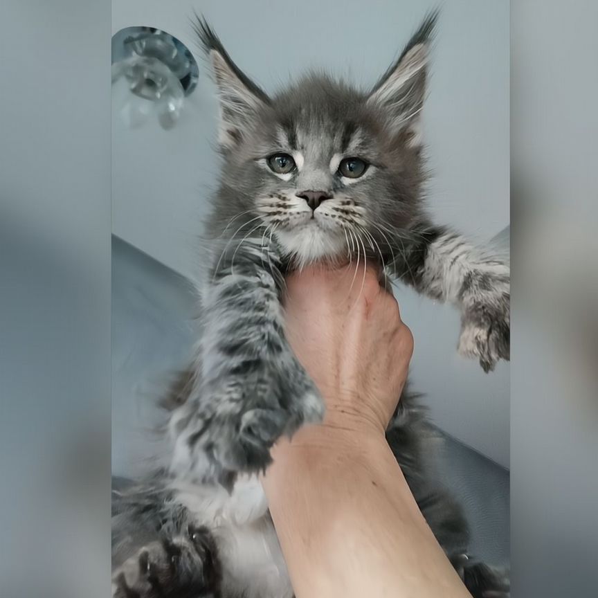 Мейн-кун котёнок