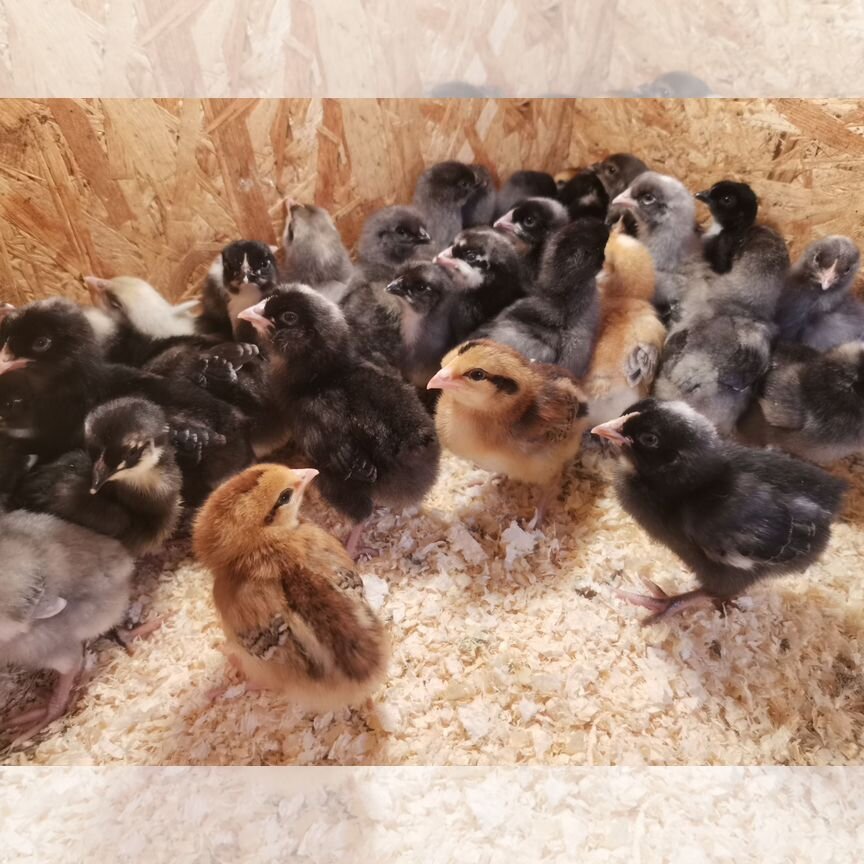 Цыплята несушки недельные