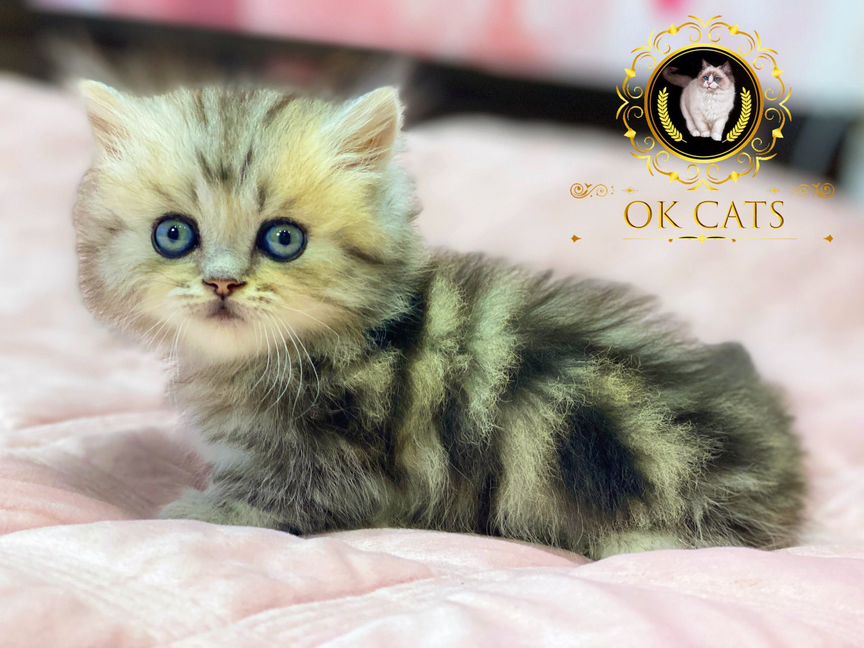 Jimminy. Манчкин на суперкоротких лапках шоу