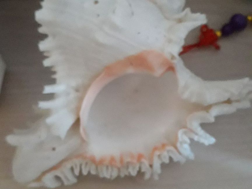 Ракушка тайланд