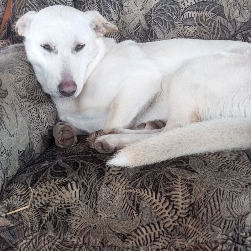 Собака в добрые руки