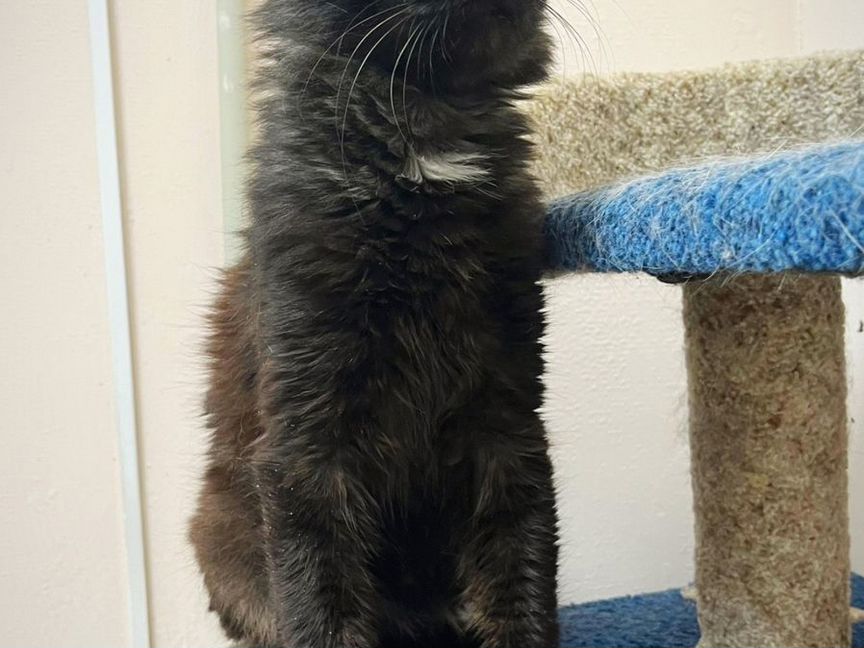 Ласковый болтливый котик