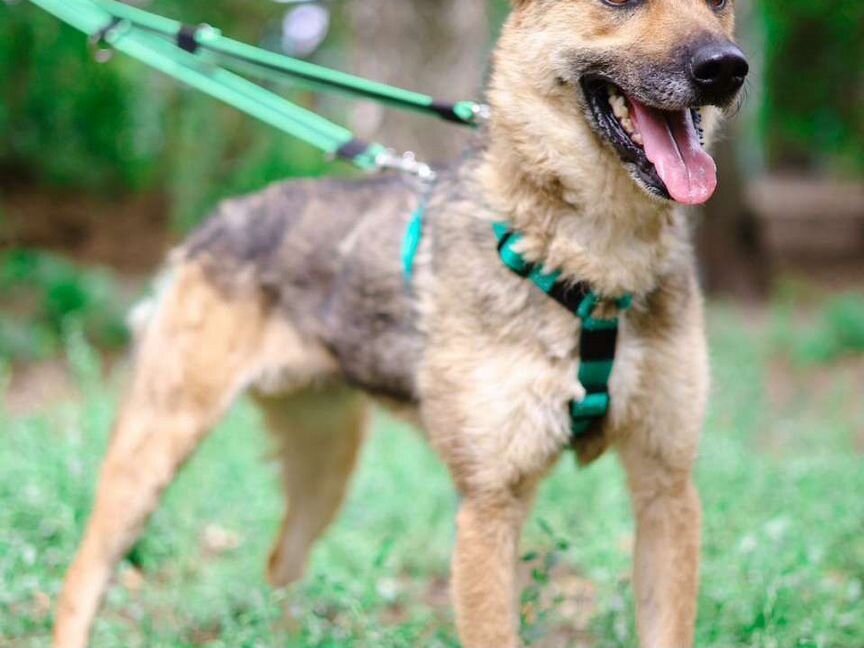 Собаке не место в новой жизни