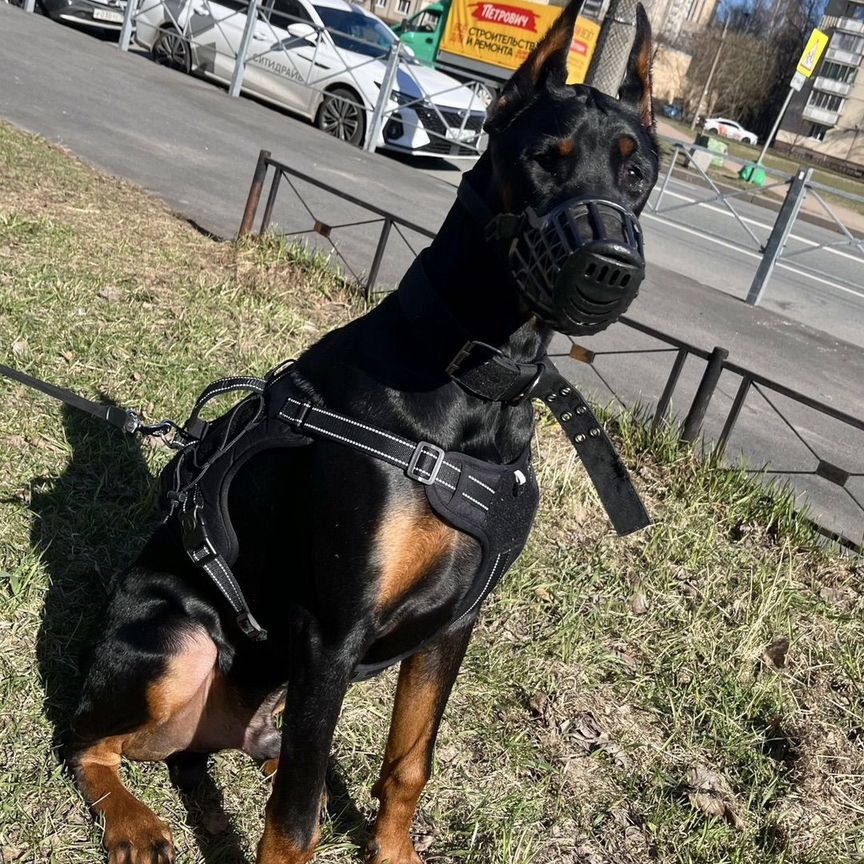 Доберман в лучшие руки