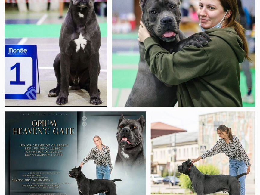 Девочка Кане корсо серо-голубого окраса