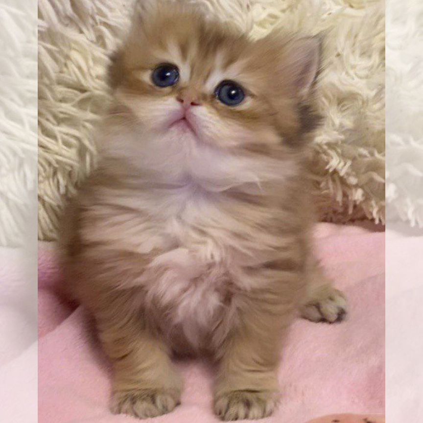 Британские длинношерстные девочки