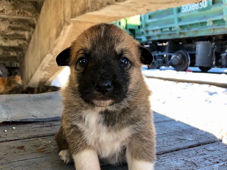Щенок в добрые руки бесплатно