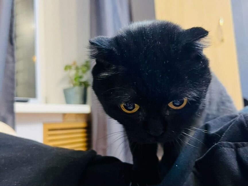 Кот