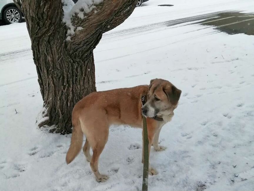 Собака