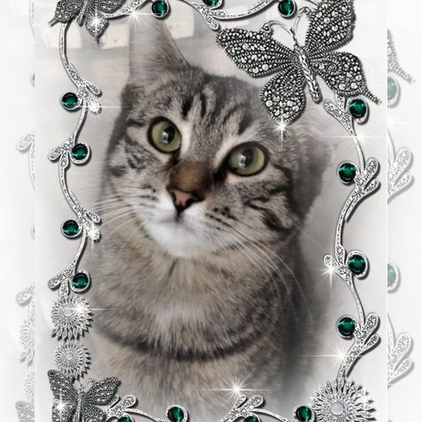 Европейский короткошёрстный котёнок