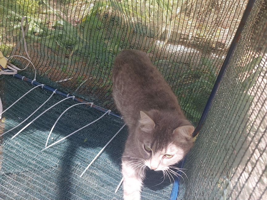 Кошка