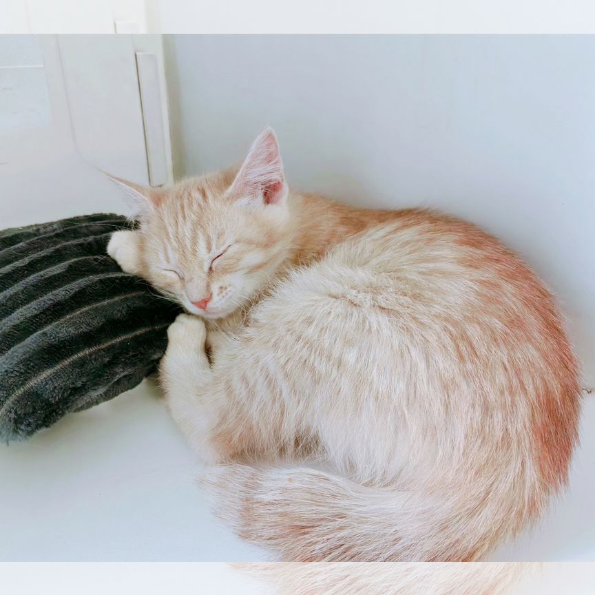 Курильский бобтейл короткошёрстный котёнок