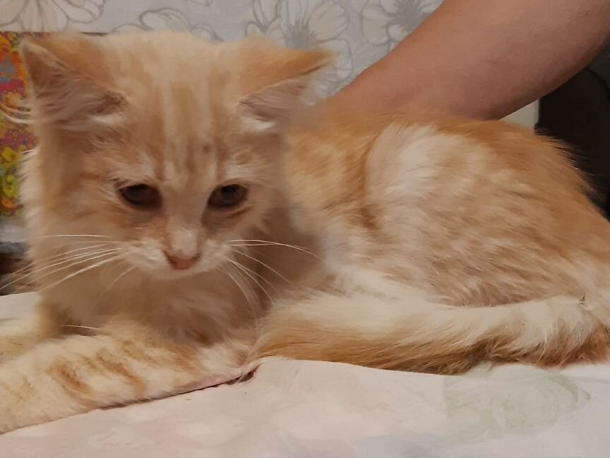 Кошки