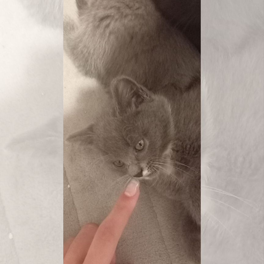 Сибирский котёнок