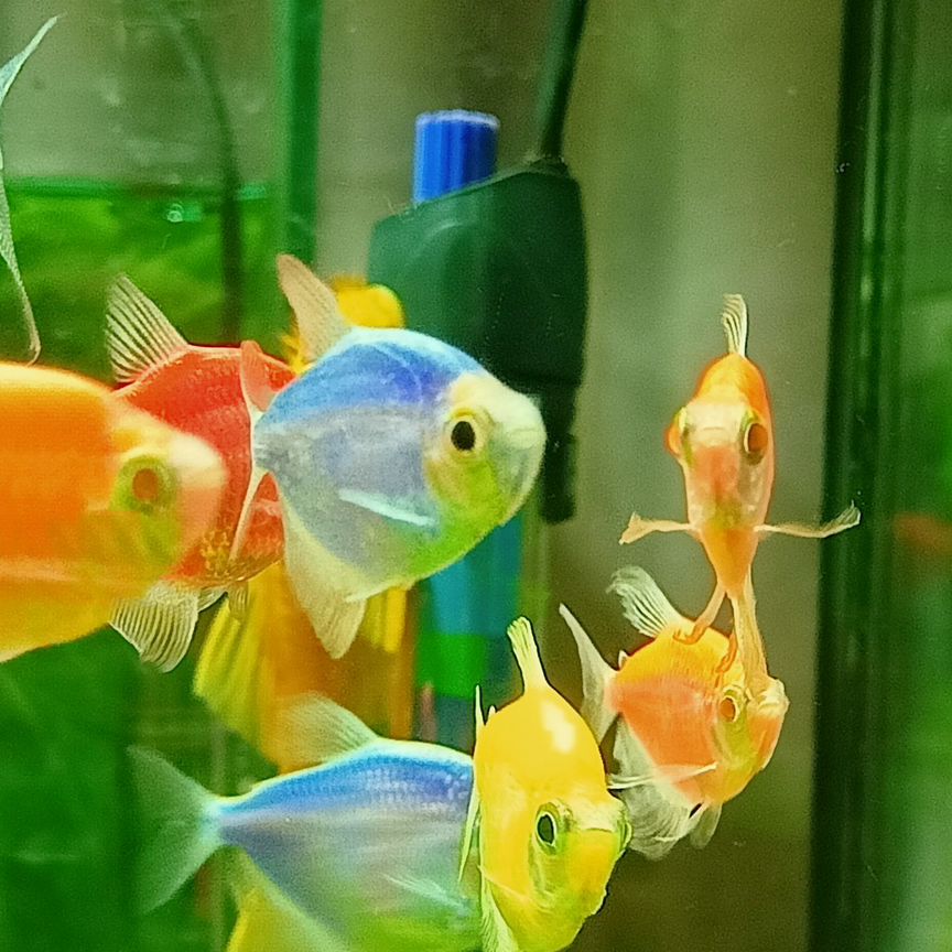 Тернеции glofish