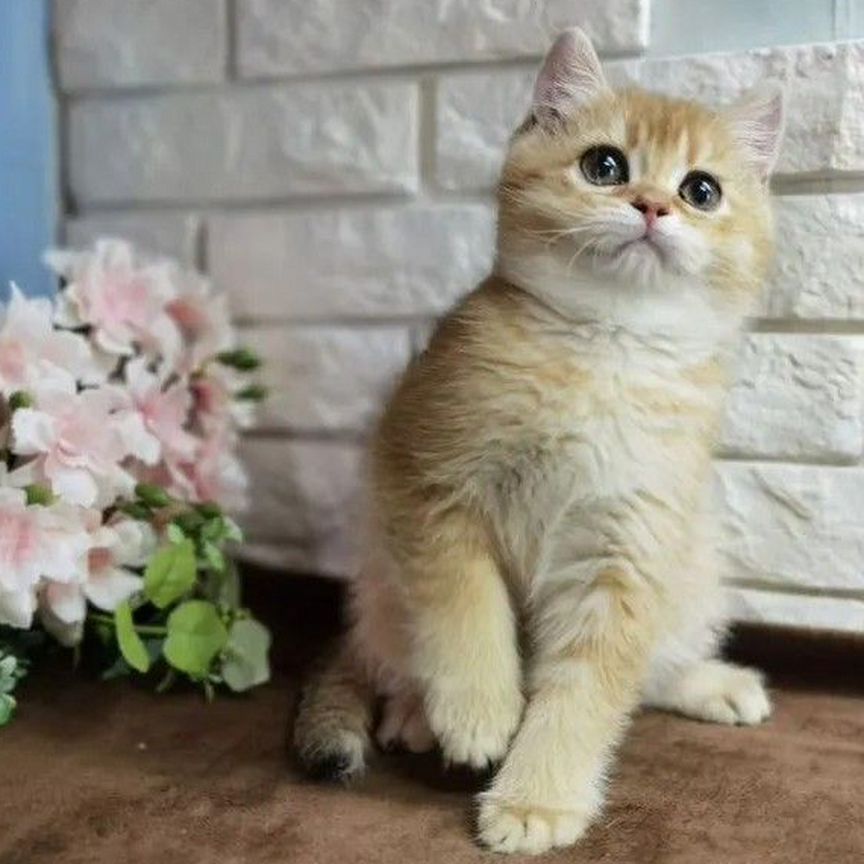 Британский короткошёрстный котёнок