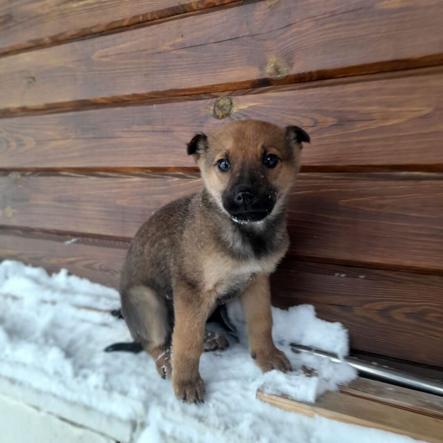 Отдаём щенка в добрые руки