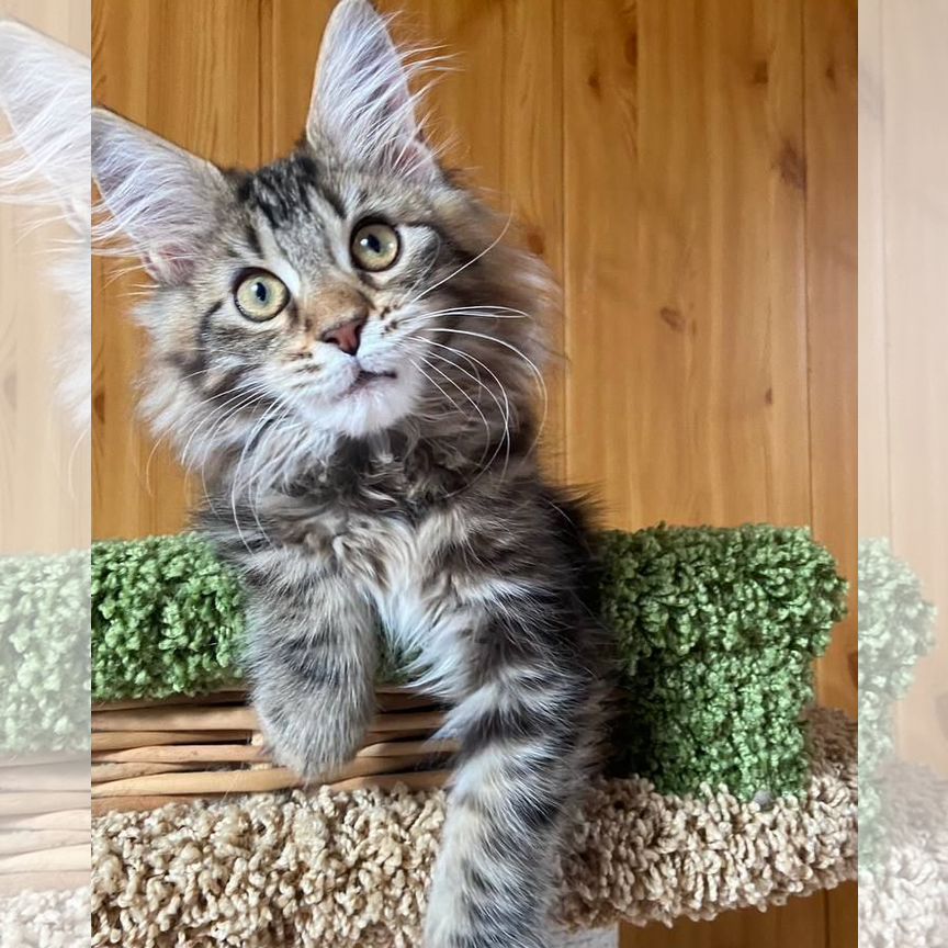 Мейн-Кун девочка