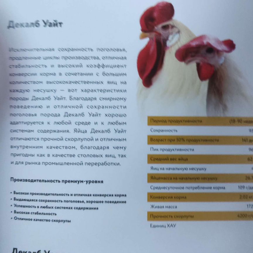 Несушки Декалб Уайт годовалые