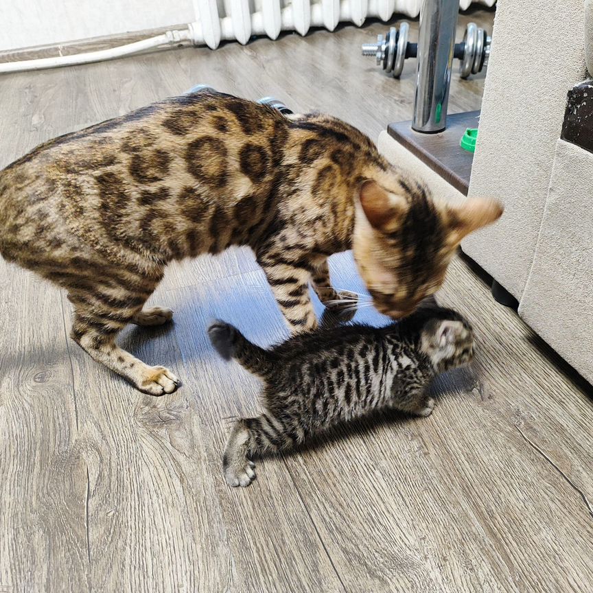 Котенок (девочка)