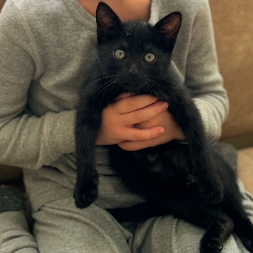 Кот мышелов