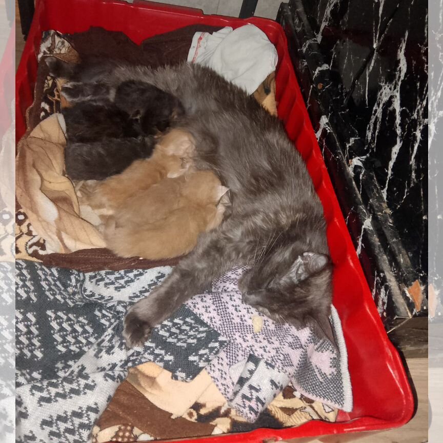 Мейн-кун котёнок