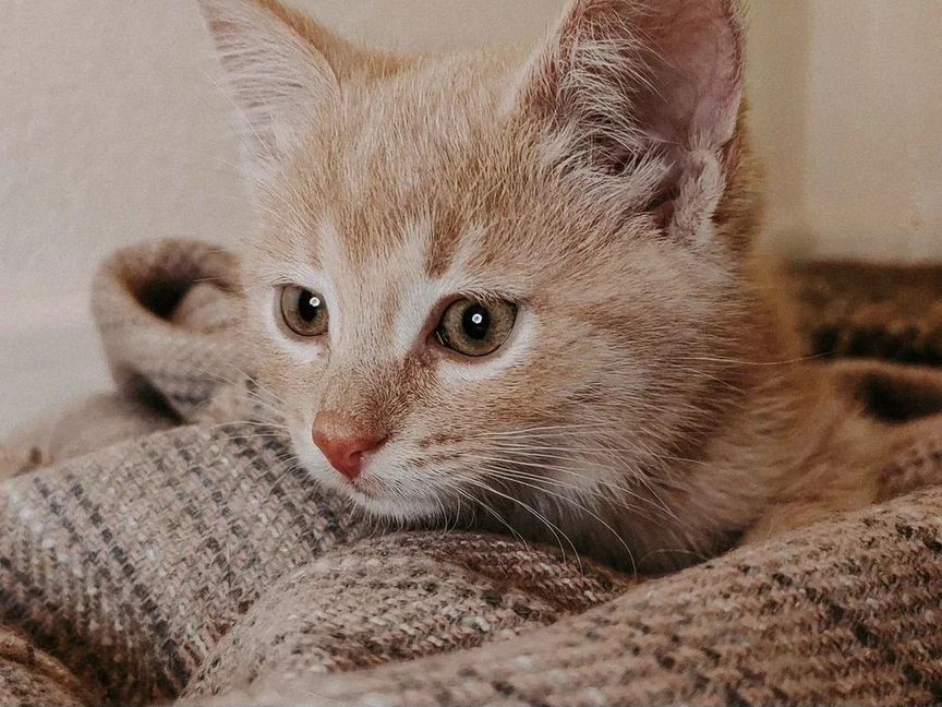 Рыжий котенок мальчик Симба 2,5 мес ищет дом