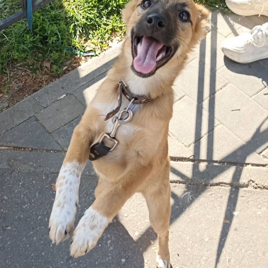 Щенок девочка в добрые руки