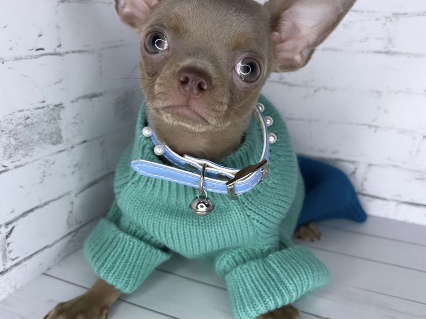 Шикарный мини лиловый мальчик