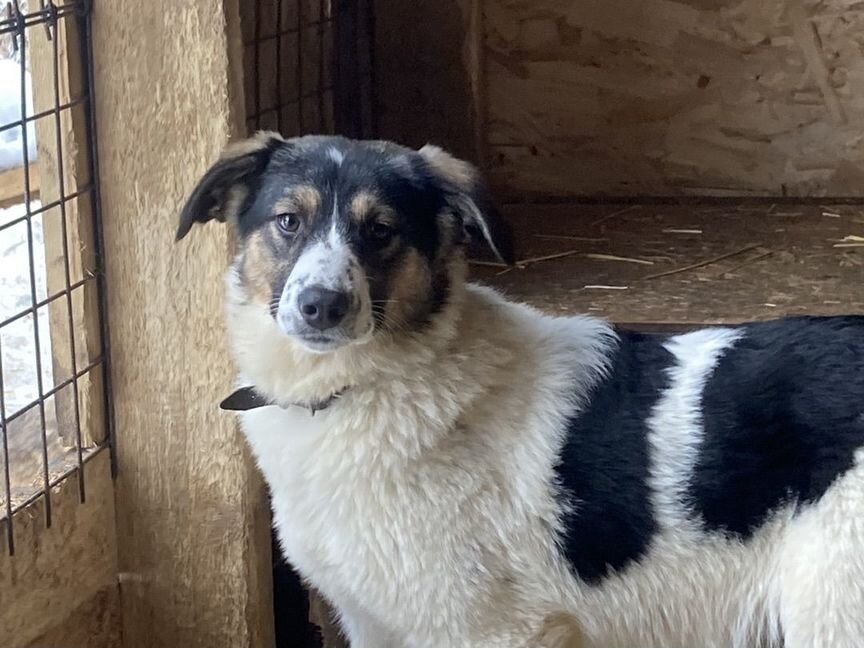 Собака в добрые руки