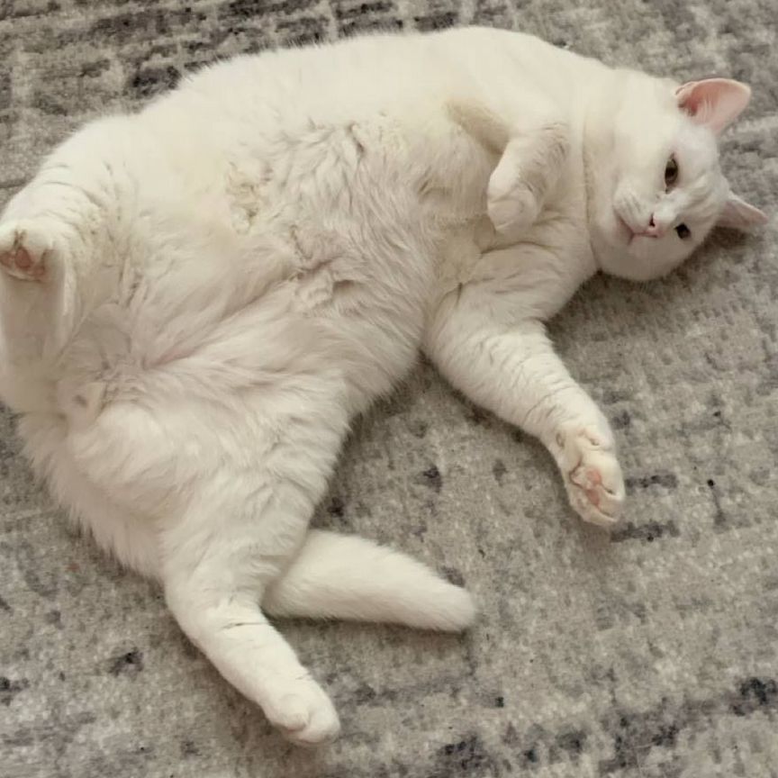 Кот Сынок