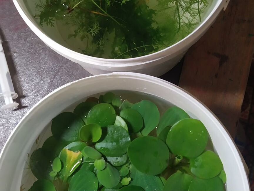 Растения (прополка)