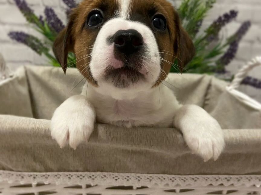 Щенок Джек Рассел Терьер РКФ мальчик