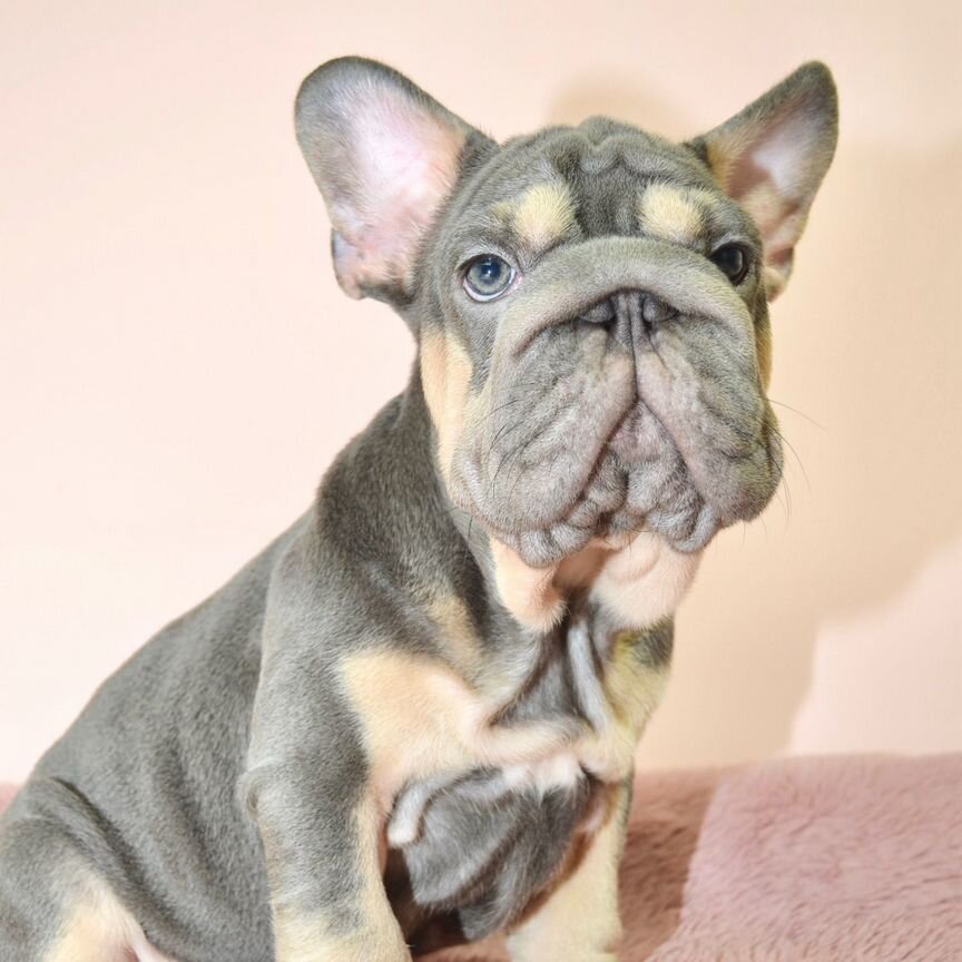 Французский бульдог, щенок