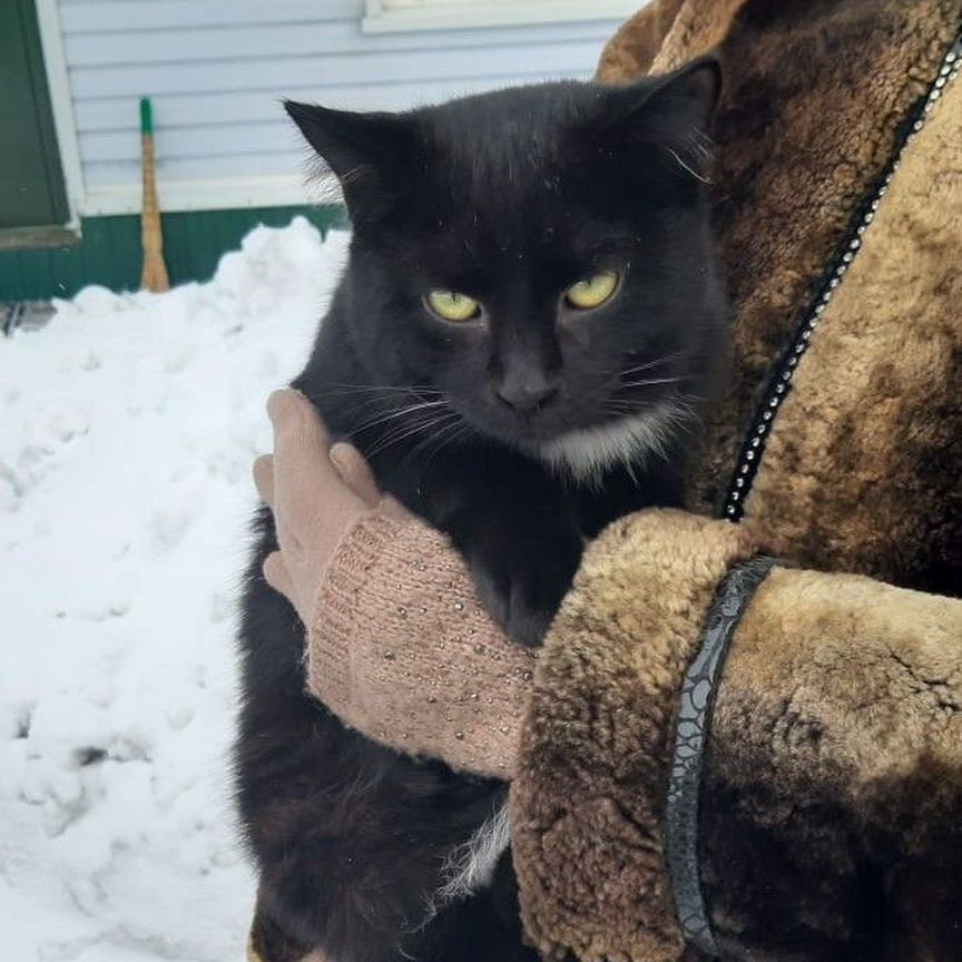 Молодой кот