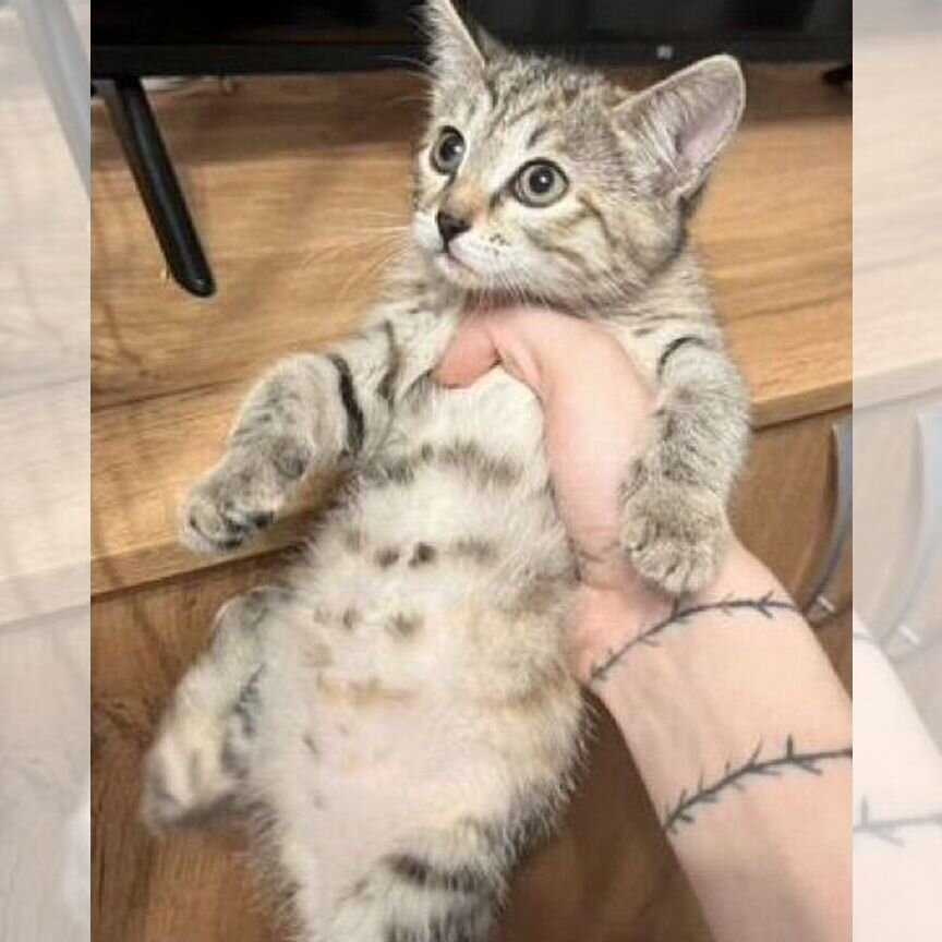 Котёнок в добрые руки