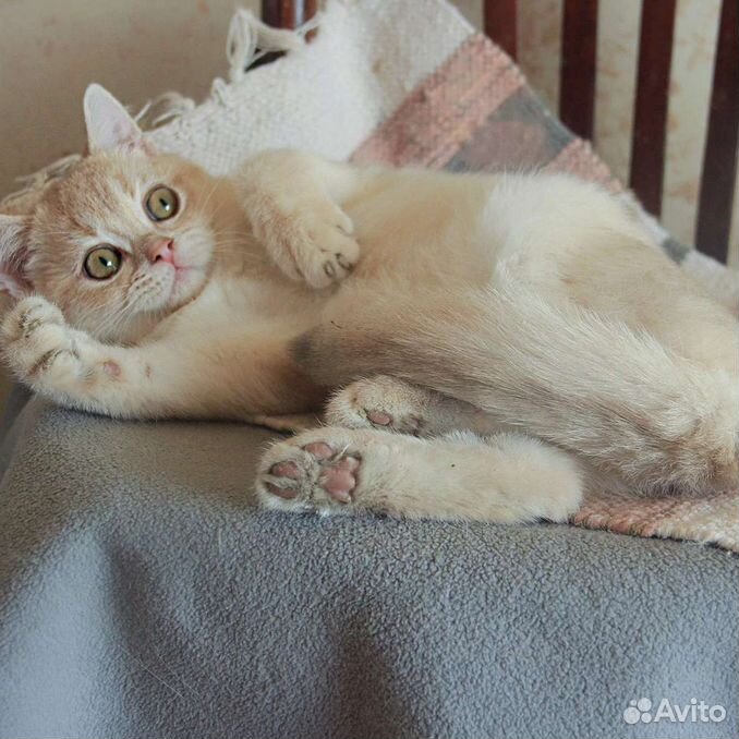 Лиловый золотой котик
