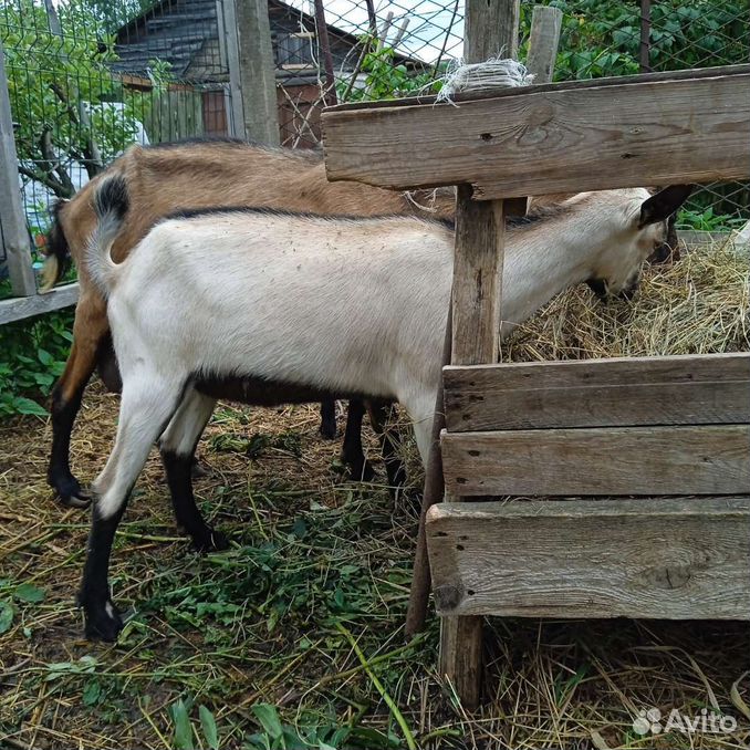 Альпийские козы