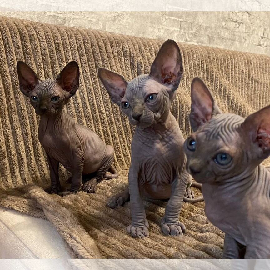 Канадский сфинкс котята