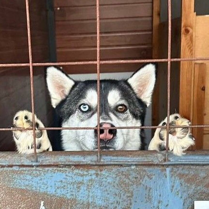 Взрослый пёс в добрые руки