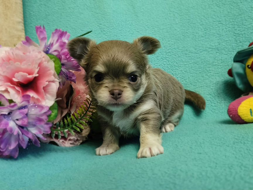 Чихуахуа очаровательный мальчик