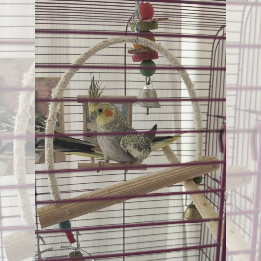 Попугай корелла с клеткой